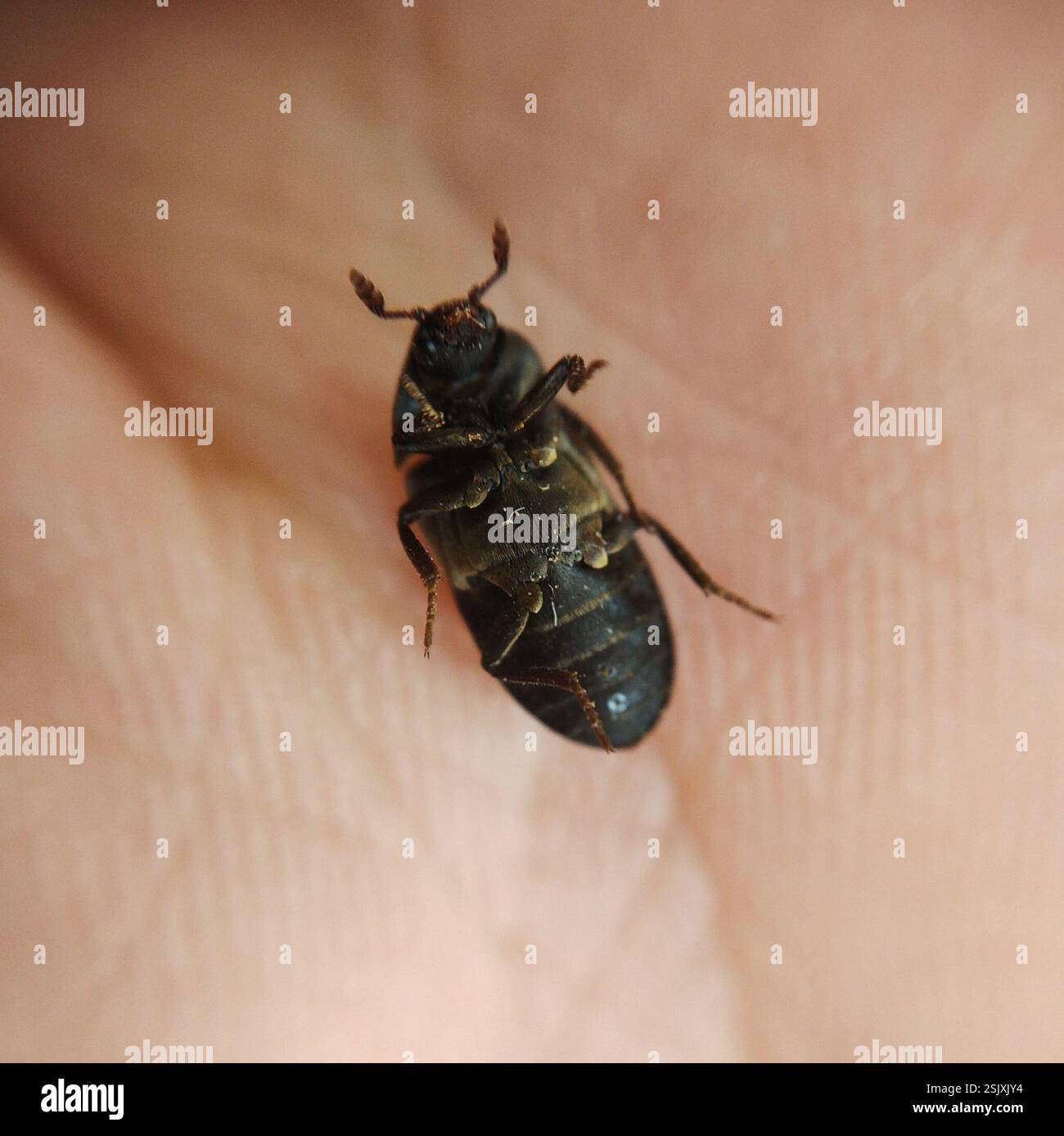 Larder Beetle (Dermestes lardarius), Insecta, Kosanin dol, Pancharevo ...