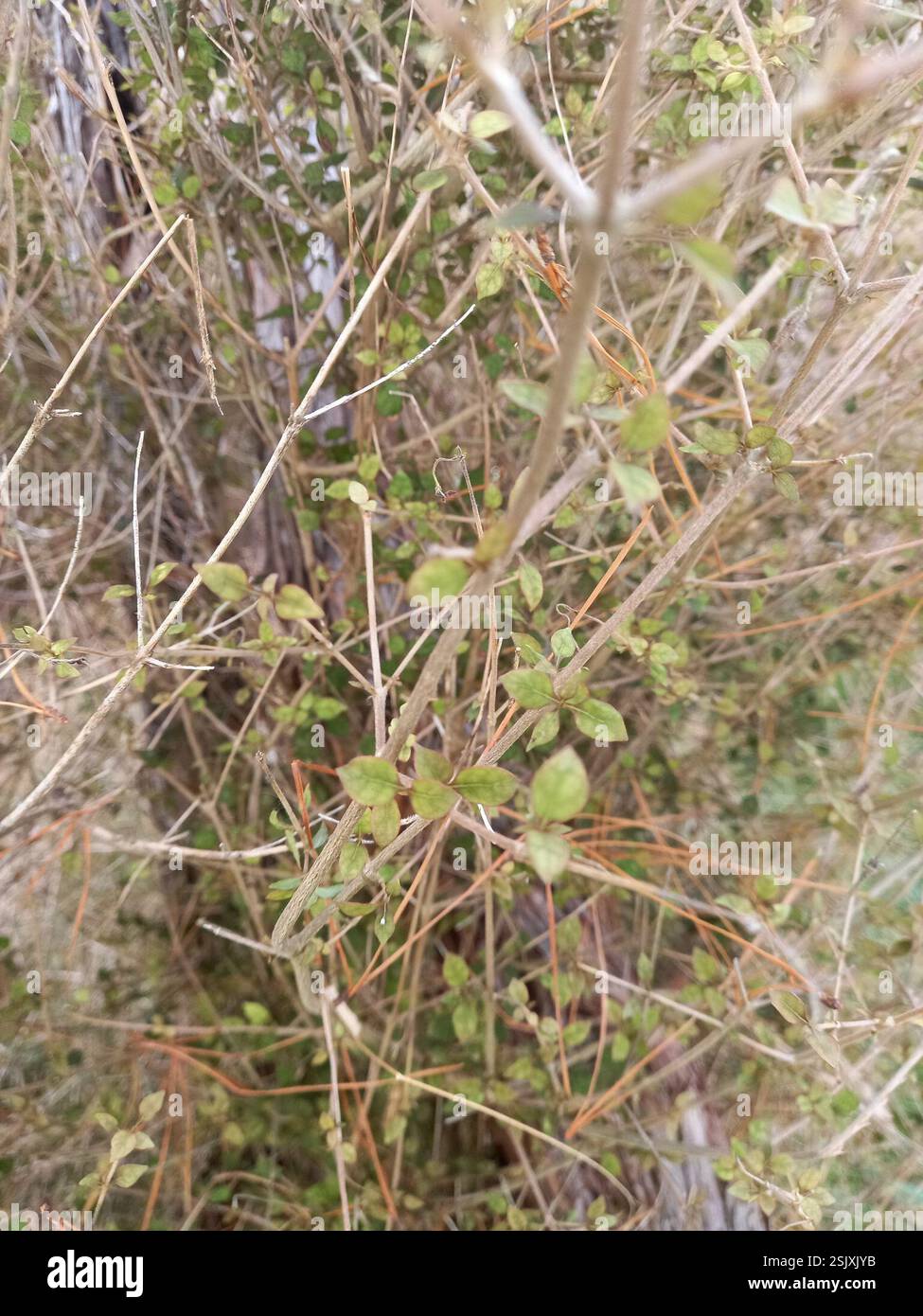 thin leaved coprosma (Coprosma areolata), Plantae, Gulf Harbour Drive ...