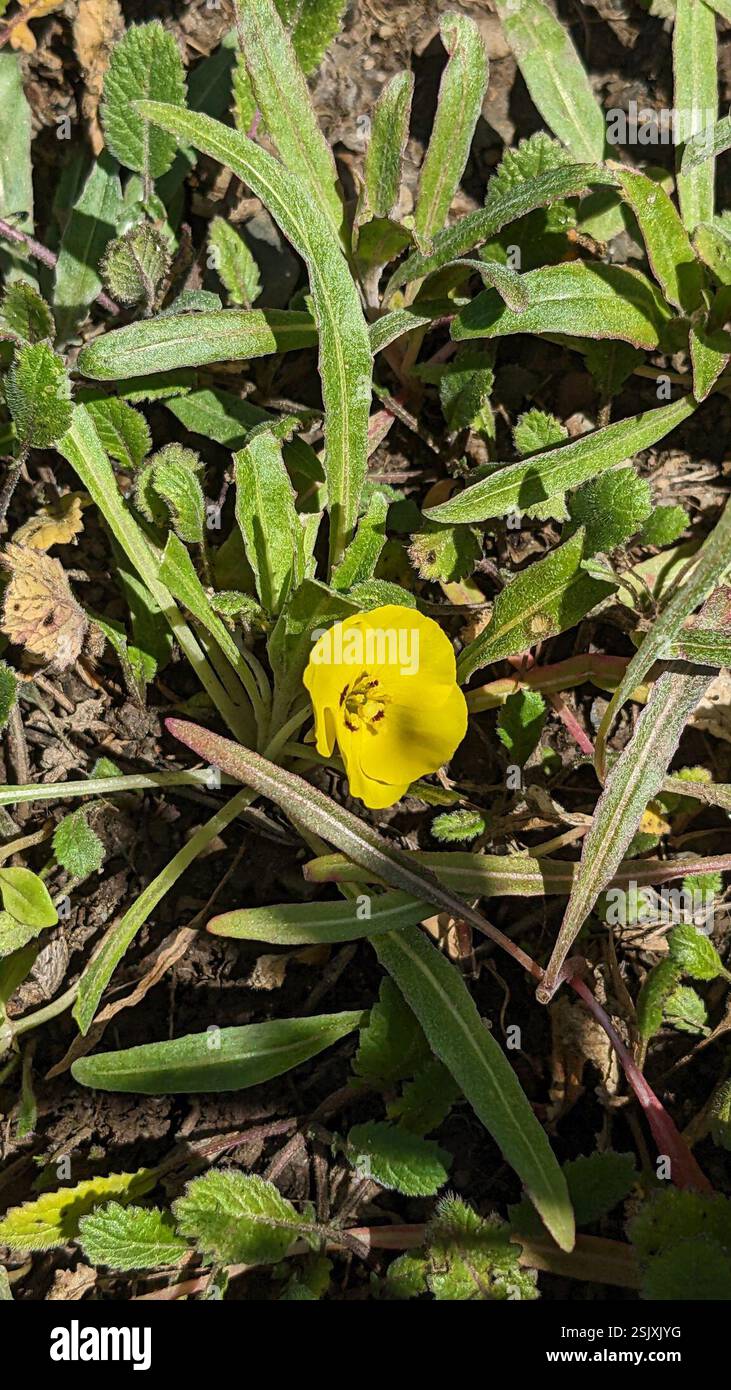California sun cup (Camissoniopsis bistorta), Plantae, Los Angeles ...