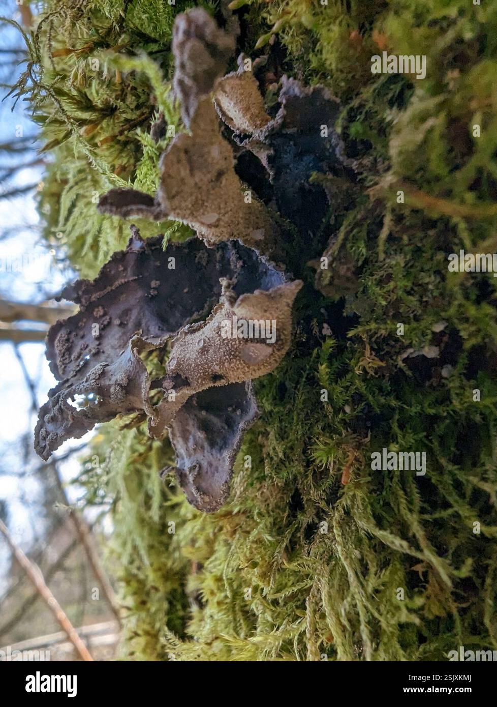 Powdered Moon Lichen (Sticta limbata), Fungi, Vancouver, BC V6G 2S1 ...