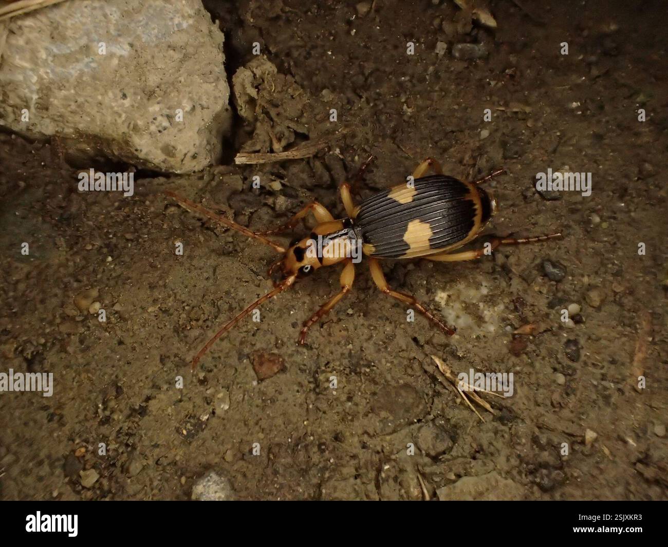 Pheropsophus jessoensis hi-res stock photography and images - Alamy