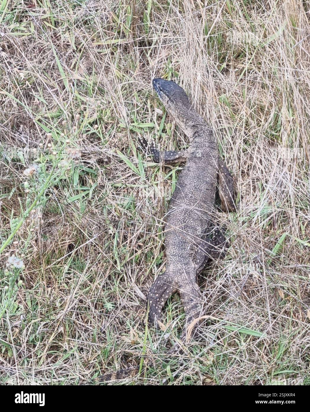 Heath Monitor (Varanus rosenbergi), Reptilia, Victoria, AU Stock Photo ...