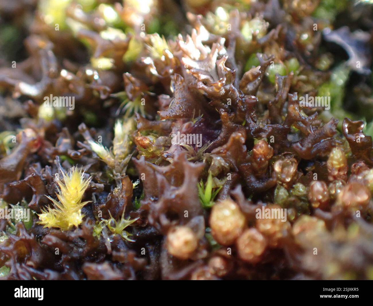 (Scytinium), Fungi, Capital, BC, Canada Stock Photo - Alamy