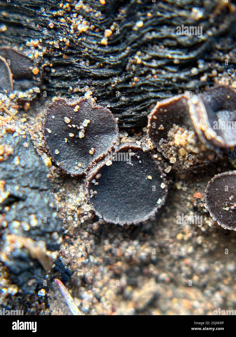 Operculate Ascomycetes (Pezizomycetes), Fungi, Pecho Valley Rd, Los ...