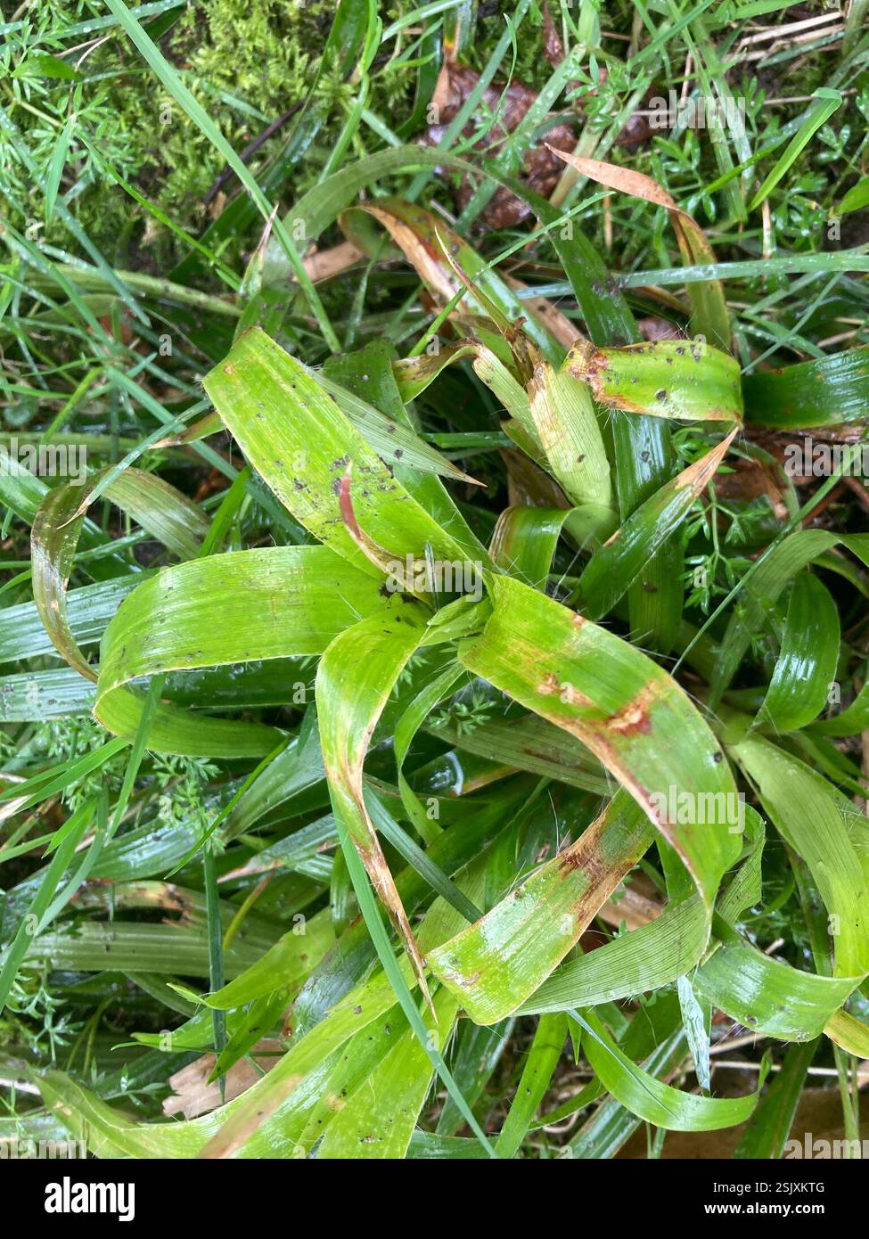 Great Woodrush (Luzula sylvatica), Plantae, Sawmill Green, Thornhill ...