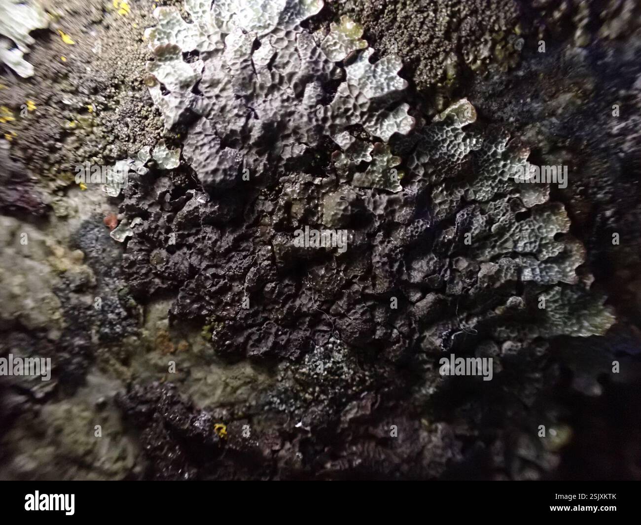 shield lichens (Parmelia), Fungi, Oak Bay, BC, Canada Stock Photo - Alamy