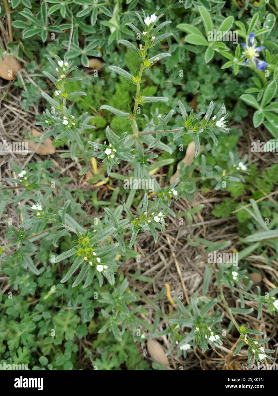 corn gromwell (Buglossoides arvensis), Plantae, San Saba, Texas, United ...