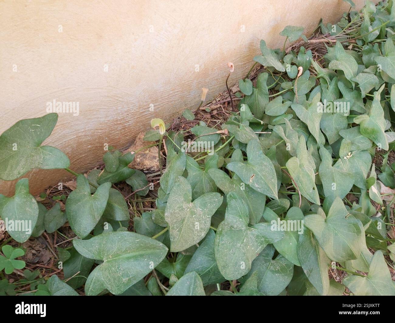 Friar's-cowl (Arisarum vulgare), Plantae, Radisson Blu, Golden Sands ...