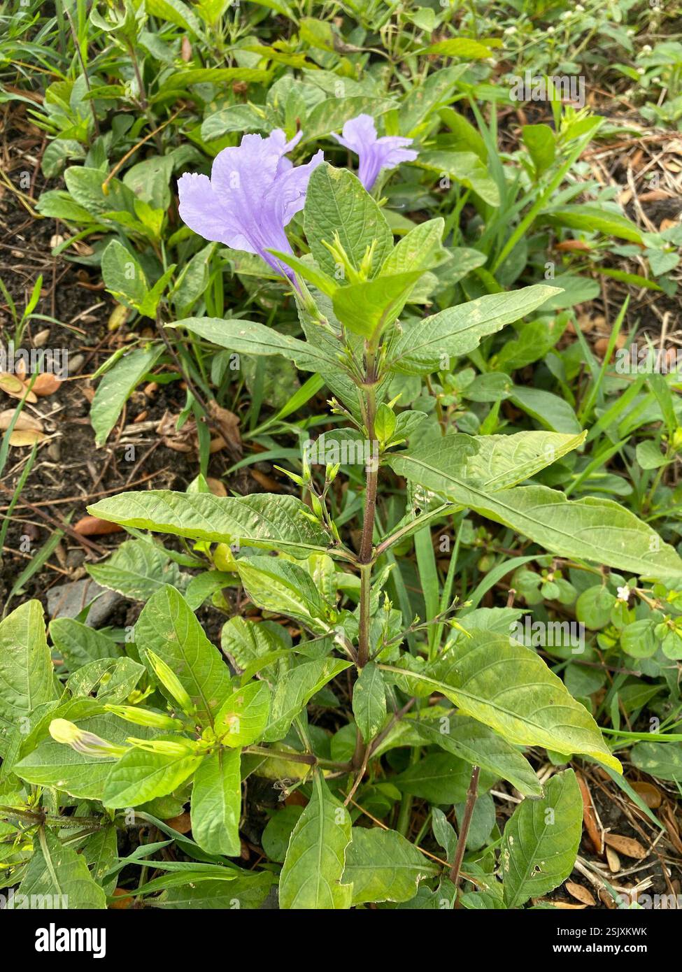 popping pod (Ruellia tuberosa), Plantae, Candaba, PH-PM, PH Stock Photo ...