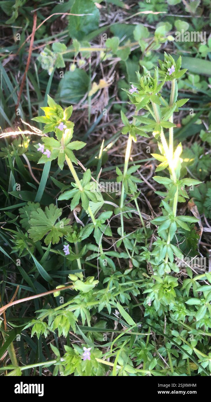 Field madder (Sherardia arvensis), Plantae, Seaford, Seaford ES ...