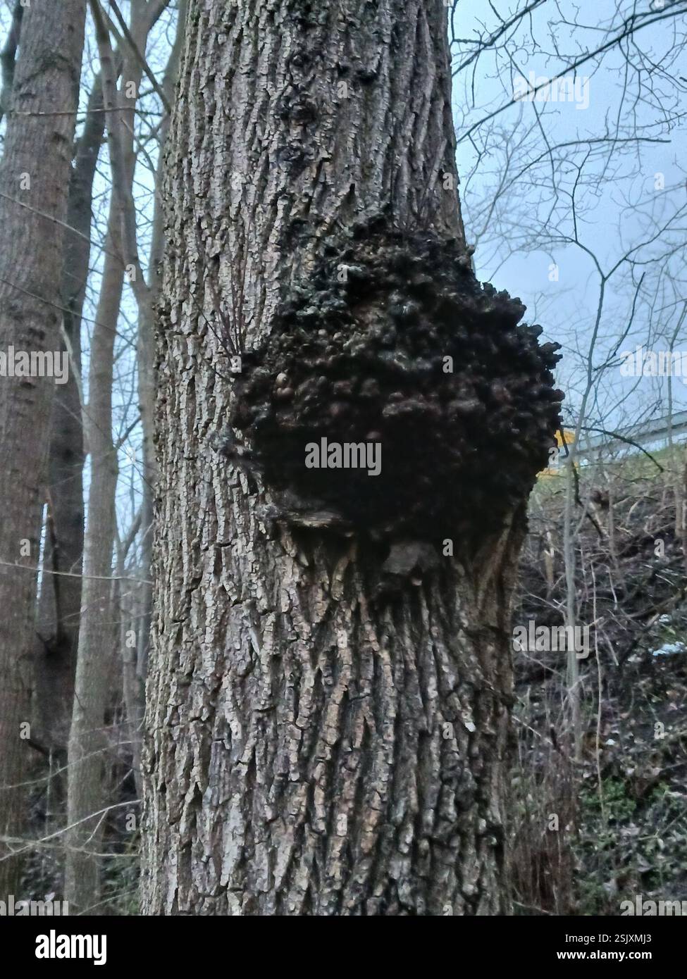 bacterial crown gall (Agrobacterium radiobacter), , Cappel, 35043 ...