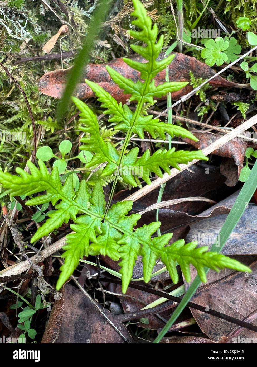 goldback fern (Pentagramma triangularis), Plantae, Island County, WA ...