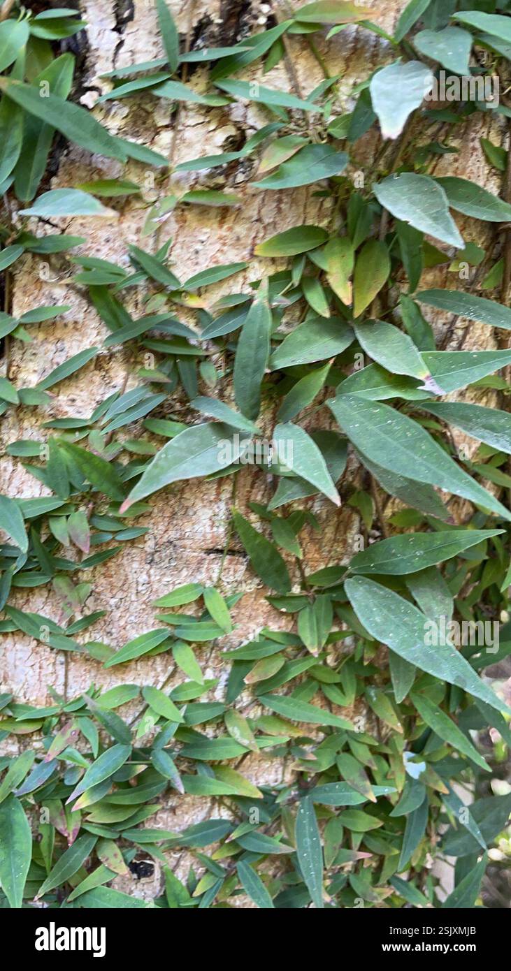 Catclaw vine (Dolichandra unguis-cati), Plantae, Homestead Stock Photo ...