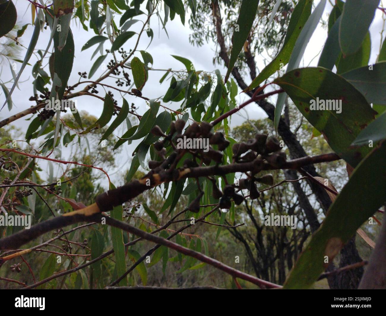 Silvertop Ash (Eucalyptus sieberi), Plantae, Lake Tabourie NSW 2539, Australia Stock Photo - Alamy