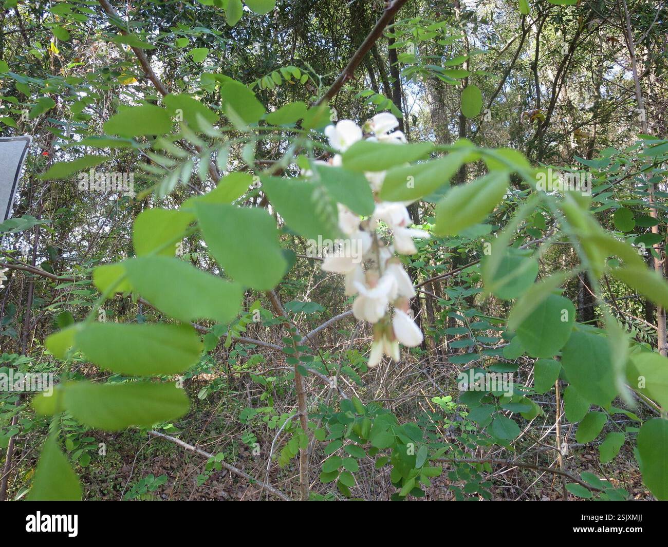 black locust (Robinia pseudoacacia), Plantae, Wilshire Estates ...