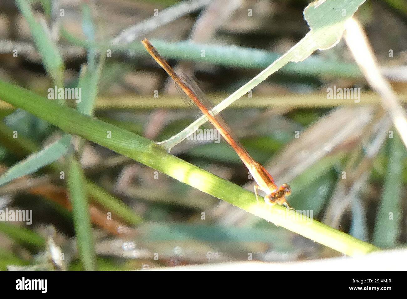 Wandering Midget (Agriocnemis pygmaea), Insecta, Thomas Macleod Park ...