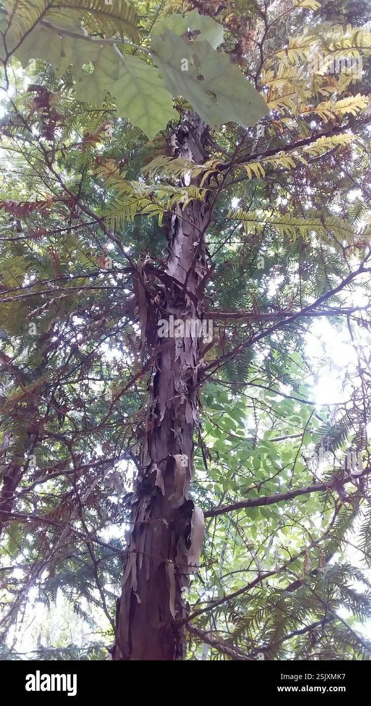 Kawaka (Libocedrus plumosa), Plantae, Whenuakite, New Zealand Stock ...