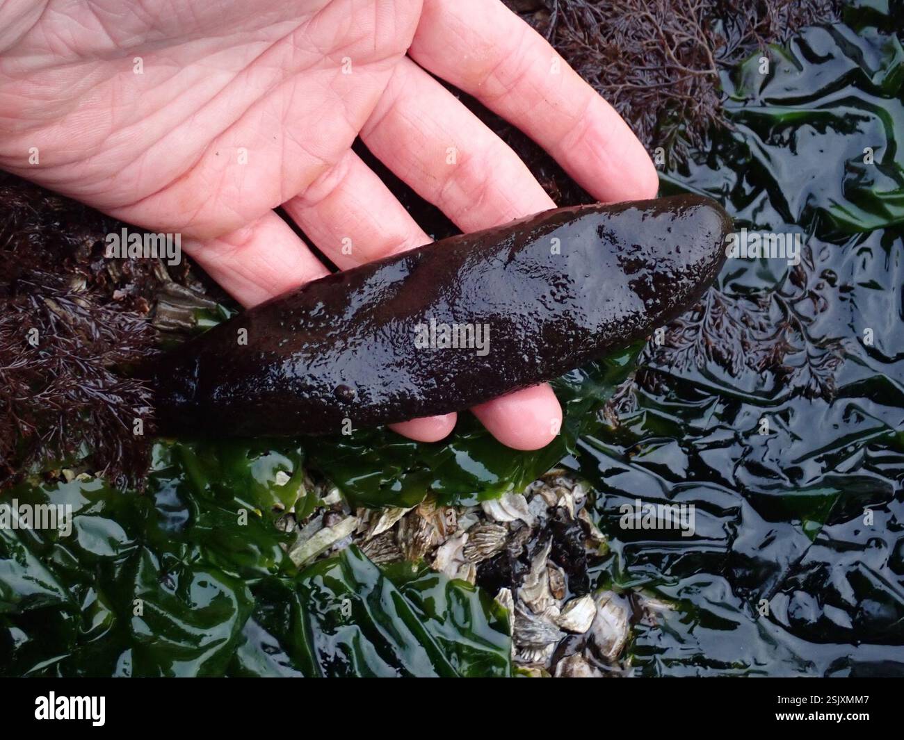 Sea Sacks (Halosaccion glandiforme), Plantae, Oak Bay, BC, Canada Stock ...