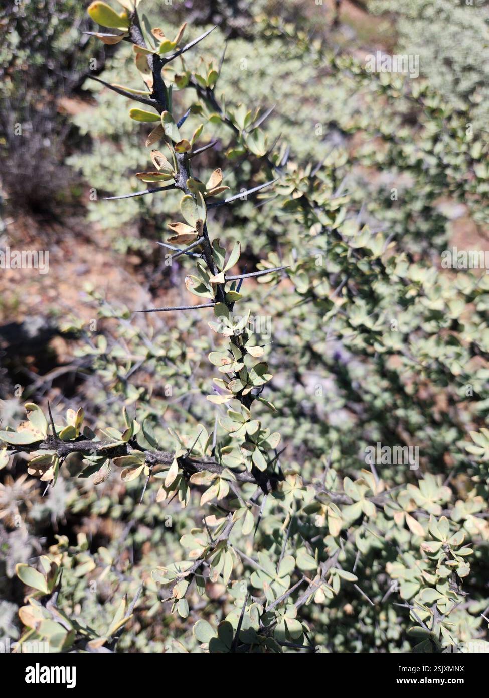 Boojum tree (Fouquieria columnaris), Plantae, Ensenada, MX-BN, MX Stock ...