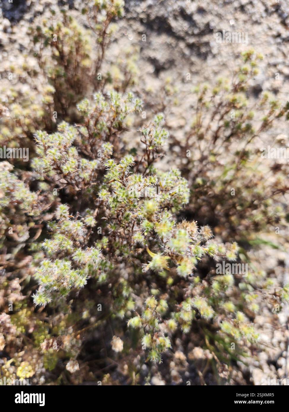 Guadalupe cryptantha (Cryptantha maritima), Plantae, Ensenada, MX-BN, MX Stock Photo - Alamy