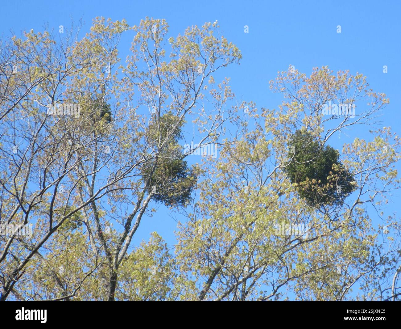 American Mistletoe (Phoradendron leucarpum), Plantae, Windsor Forest ...