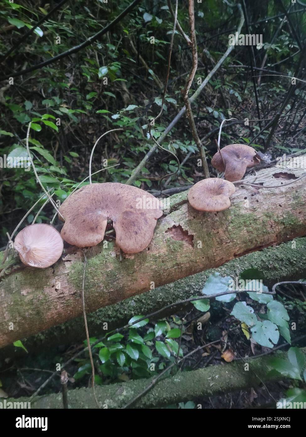 (Panus purpuratus), Fungi, Atawhai, Nelson 7010, New Zealand Stock ...