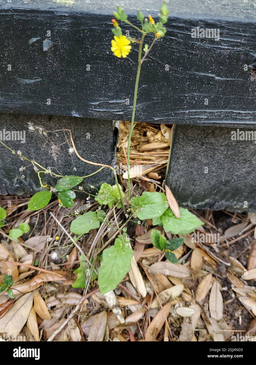 Oriental false hawksbeard (Youngia japonica), Plantae, Sullivan's ...