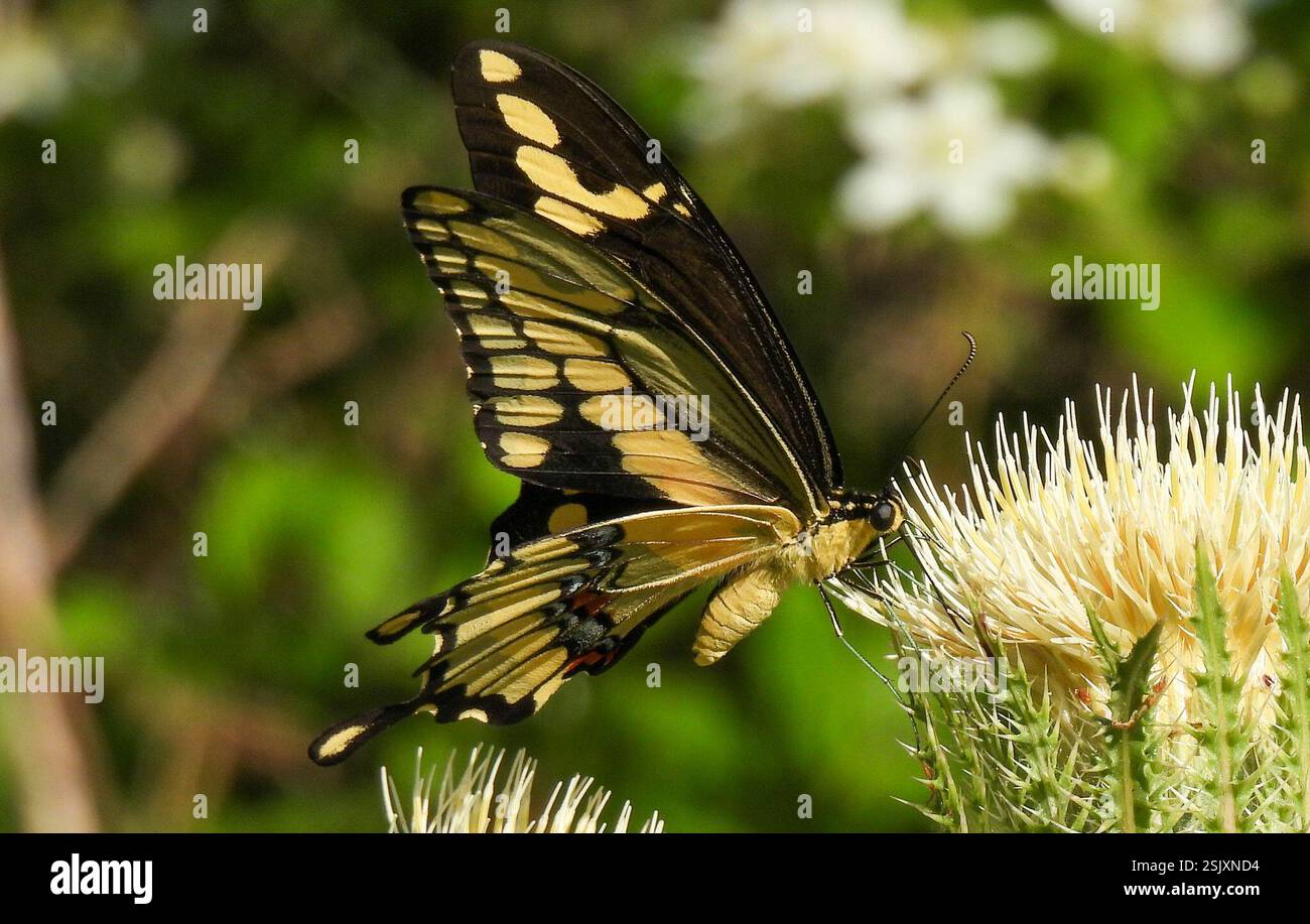 Eastern Giant Swallowtail (Heraclides cresphontes), Insecta, Challenger ...