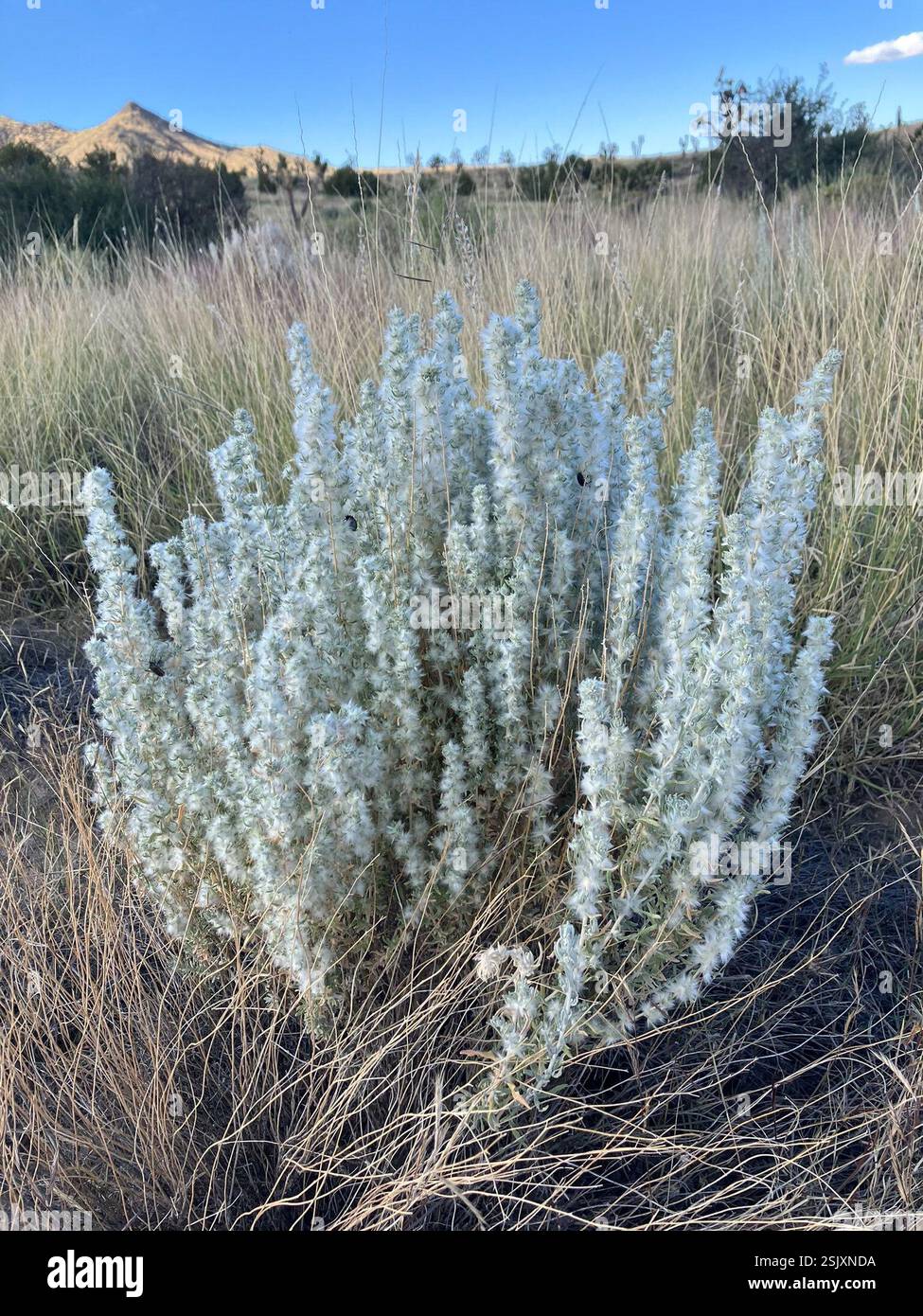 Winterfat (Krascheninnikovia lanata), Plantae, Mojave National Preserve ...