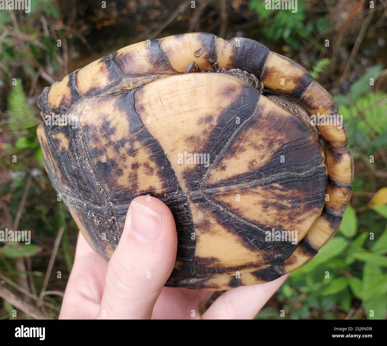 Gulf Coast Box Turtle (Terrapene carolina major), Reptilia, Florida, US ...