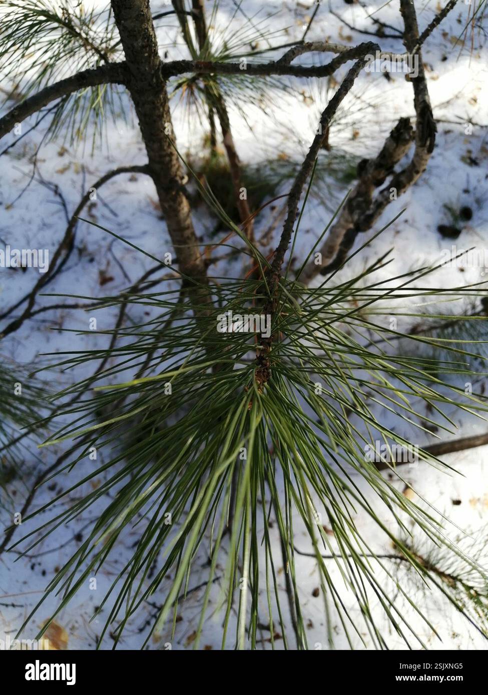 Siberian pine (Pinus sibirica), Plantae, Иркутская обл., Россия, 665490 ...