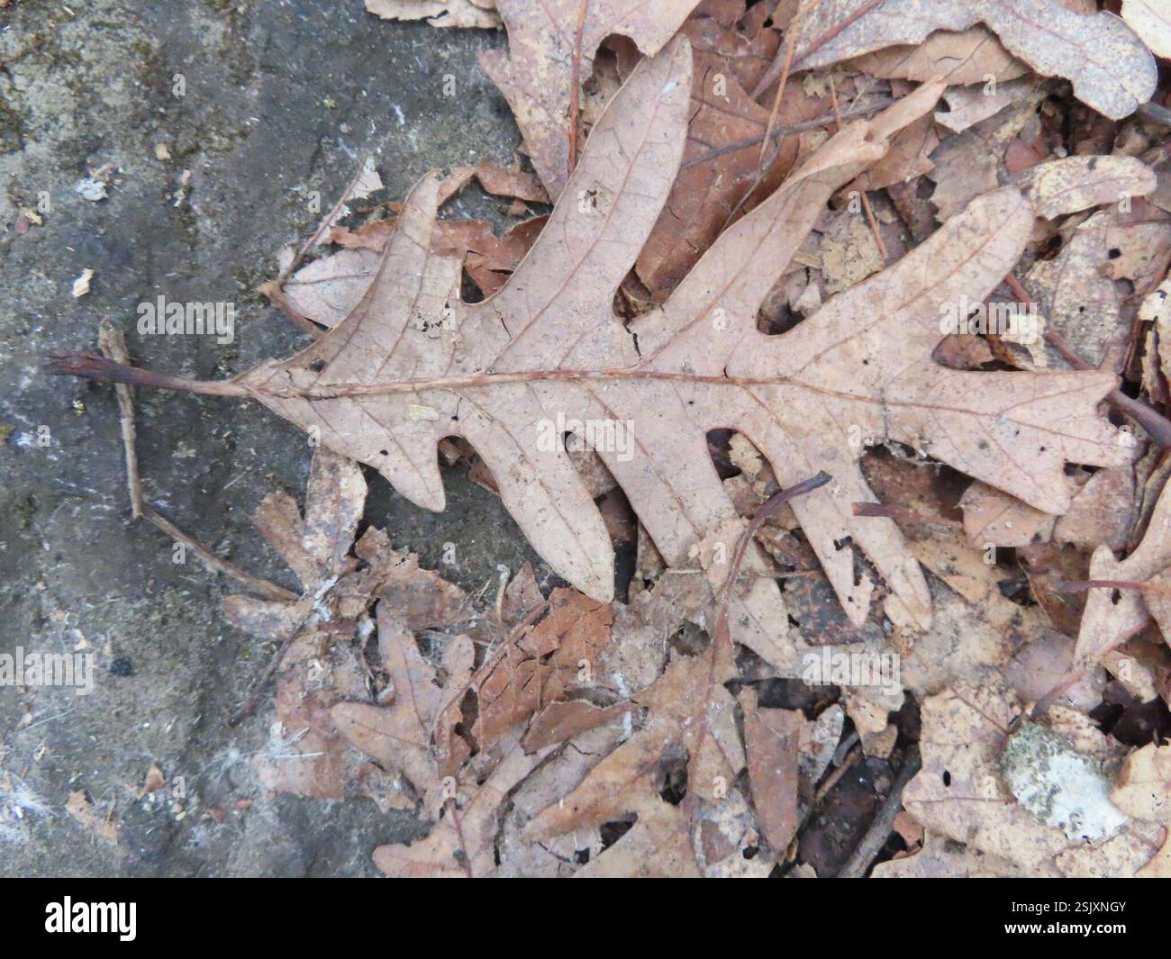 white oak (Quercus alba), Plantae, Devil's Lake State Park, Devils Lake ...