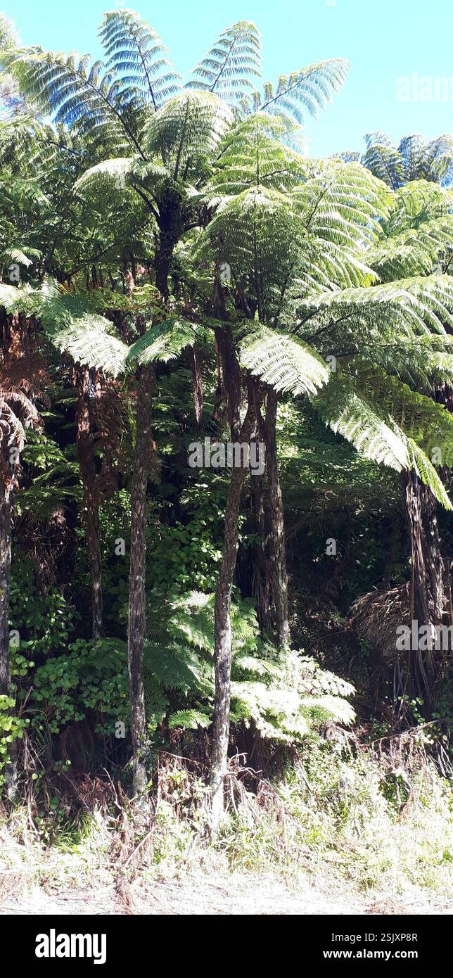 black tree fern (Cyathea medullaris), Plantae, Fairfield, Lower Hutt 5011, New Zealand Stock ...