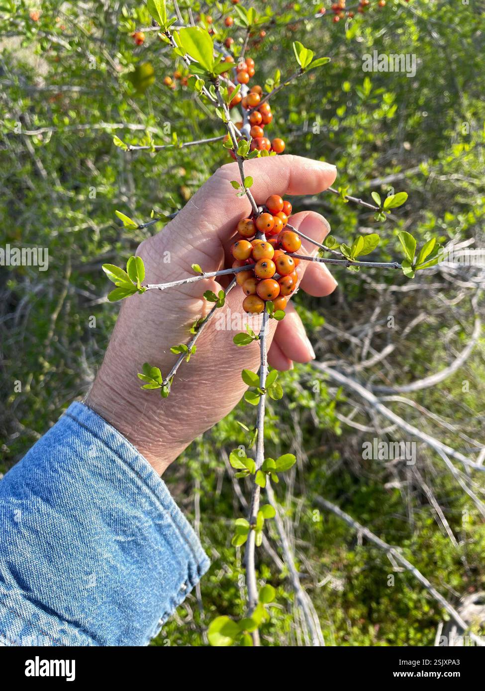 possumhaw (Ilex decidua), Plantae, Moody, TX, US Stock Photo - Alamy