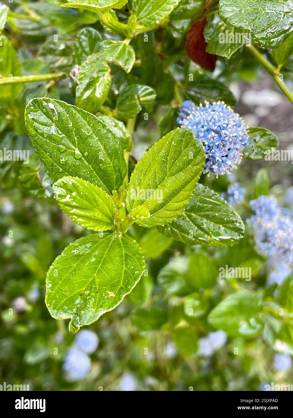 blueblossom (Ceanothus thyrsiflorus), Plantae, Julia Pfeiffer Burns ...