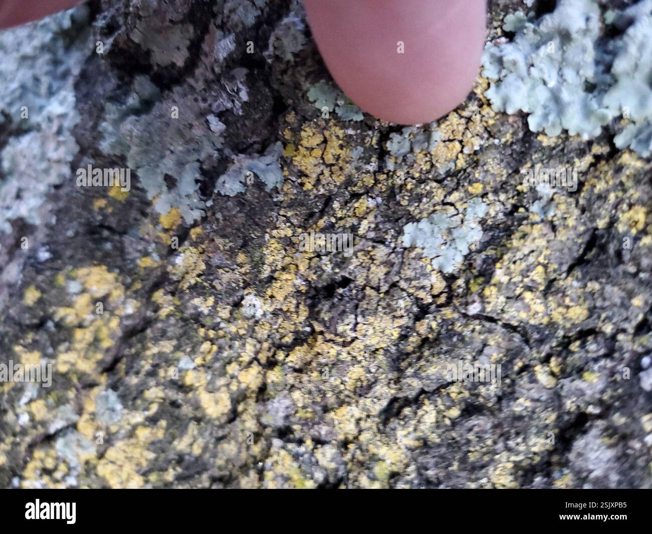 common lichens (Lecanoromycetes), Fungi, Douglas, Georgia, United ...