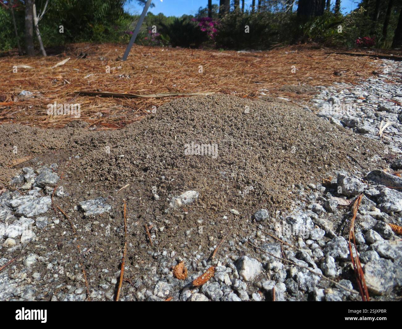 Red Imported Fire Ant (Solenopsis invicta), Insecta, Coastal Georgia ...