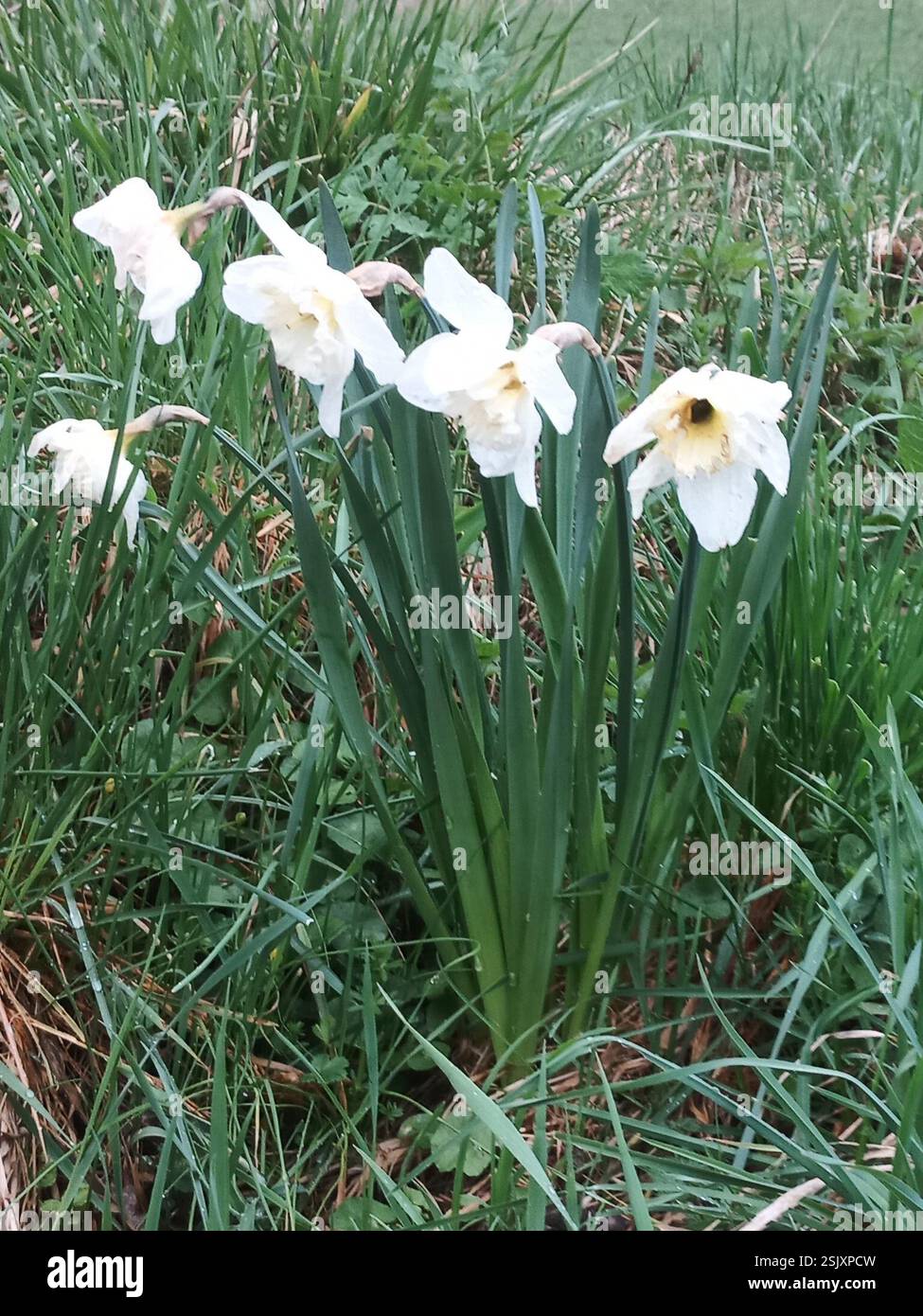 daffodils (Narcissus), Plantae, Quaix en Chartreuse Place, 38950 Quaix ...