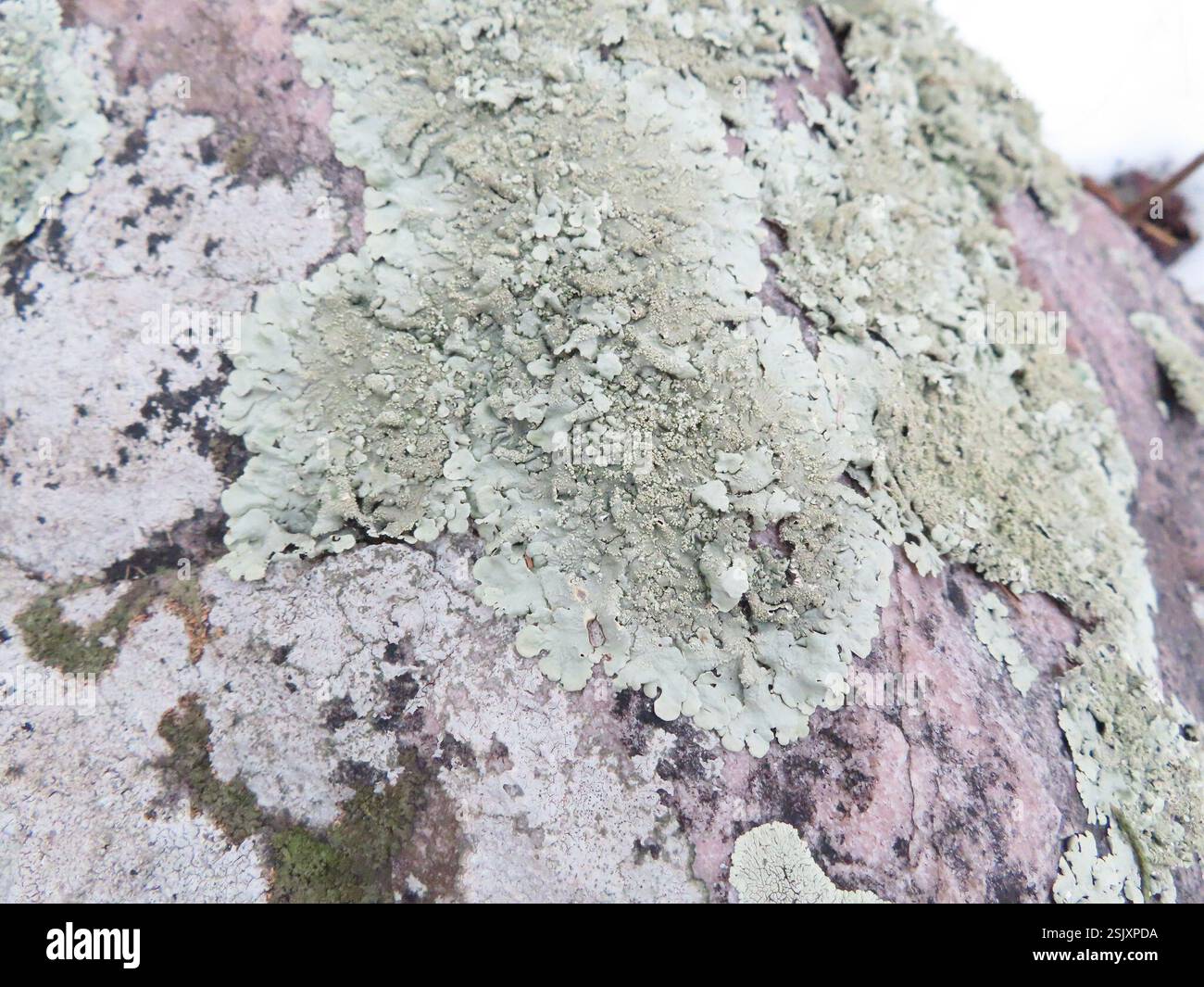 rock greenshield lichen (Flavoparmelia baltimorensis), Fungi, Devil's ...