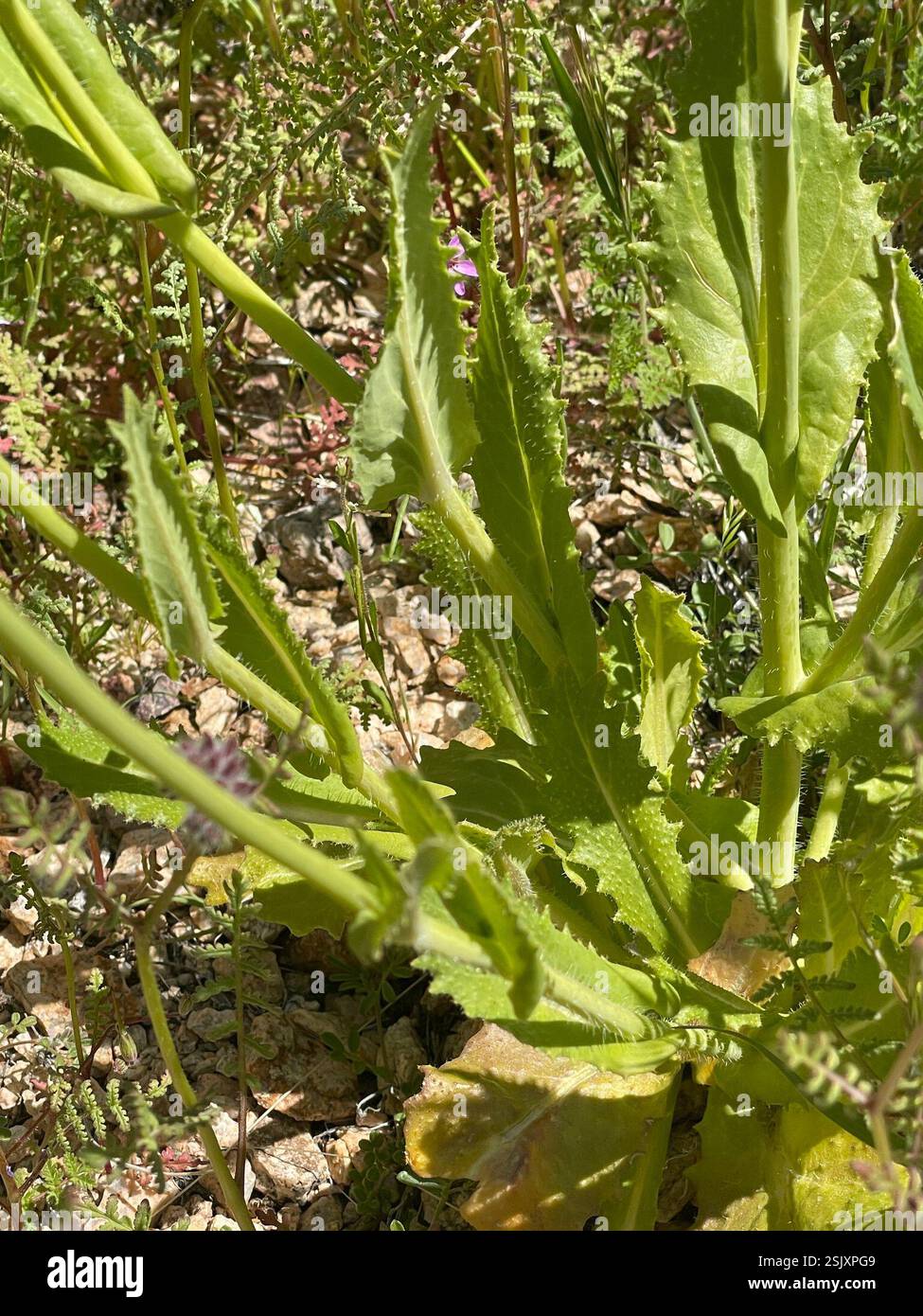 Coulter's wild cabbage (Caulanthus coulteri), Plantae, SC 251, Weldon ...