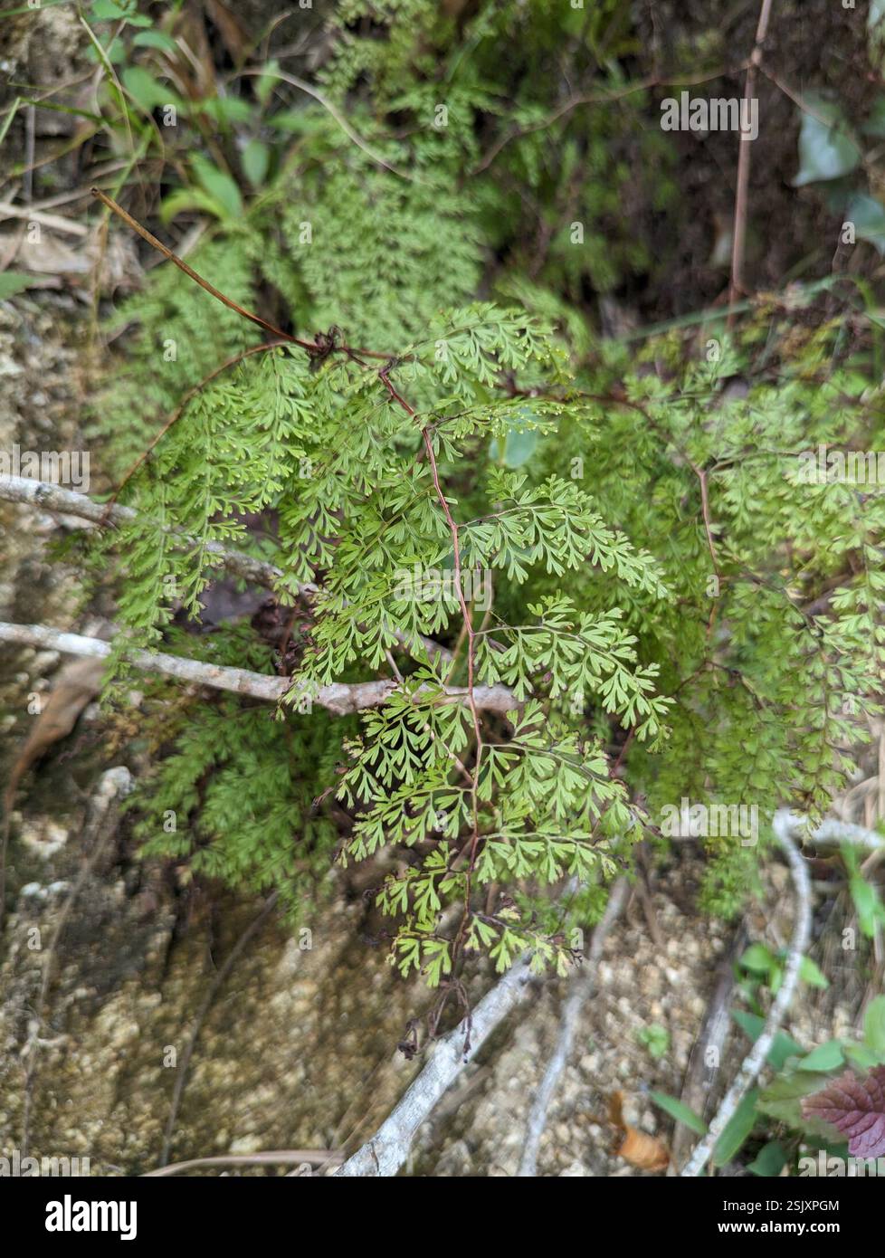 ferns (Polypodiopsida), Plantae, Patulul, GT-SU, GT Stock Photo - Alamy