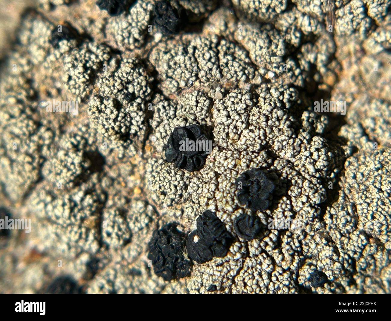 common lichens (Lecanoromycetes), Fungi, Monaña de Oro State Park, Los ...