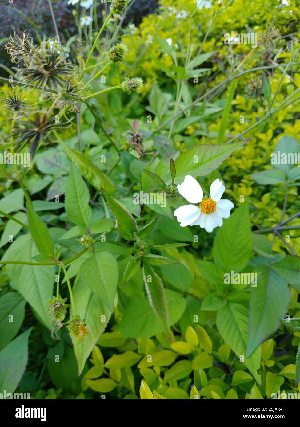 White beggarticks (Bidens alba), Plantae, 231, Taiwan, 新北市新店區中華里 Stock ...