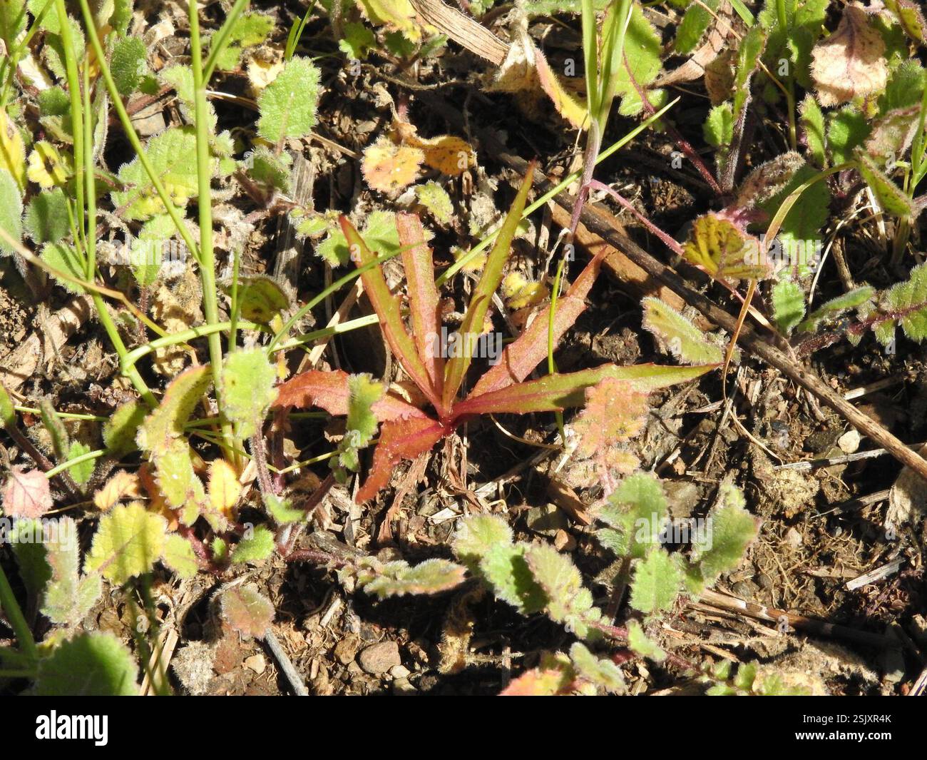 Lettuce, Chicory, Dandelion and Salsify Tribe (Cichorieae), Plantae ...