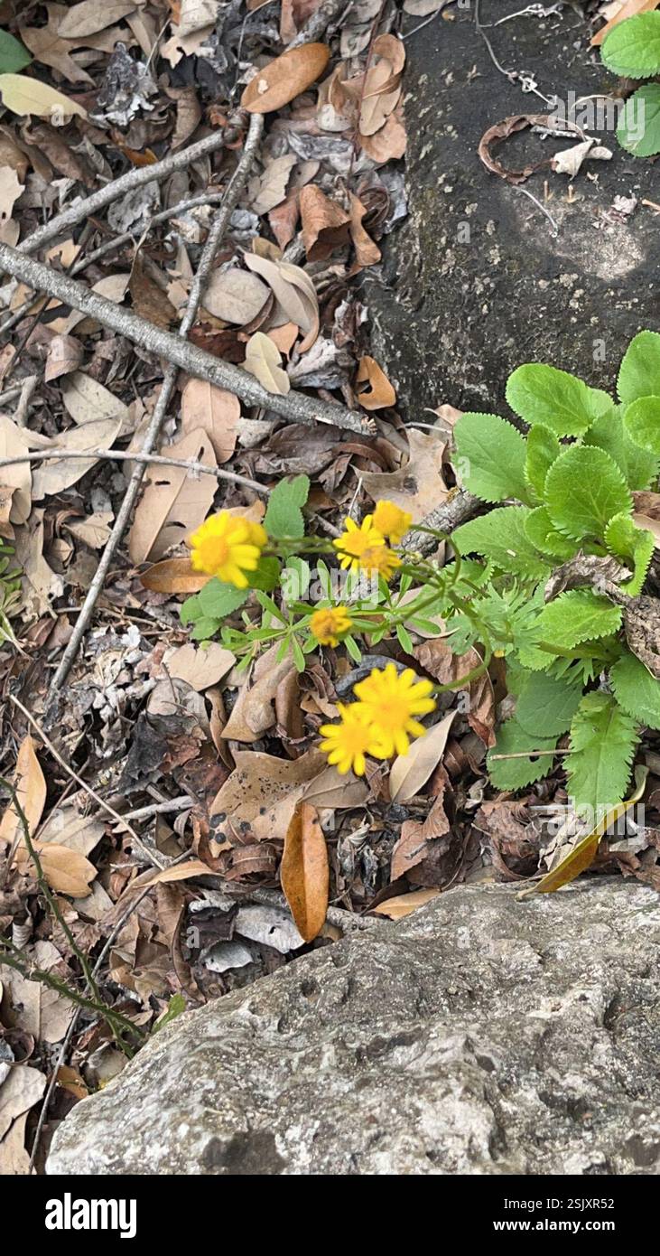 roundleaf ragwort (Packera obovata), Plantae, Austin Stock Photo - Alamy