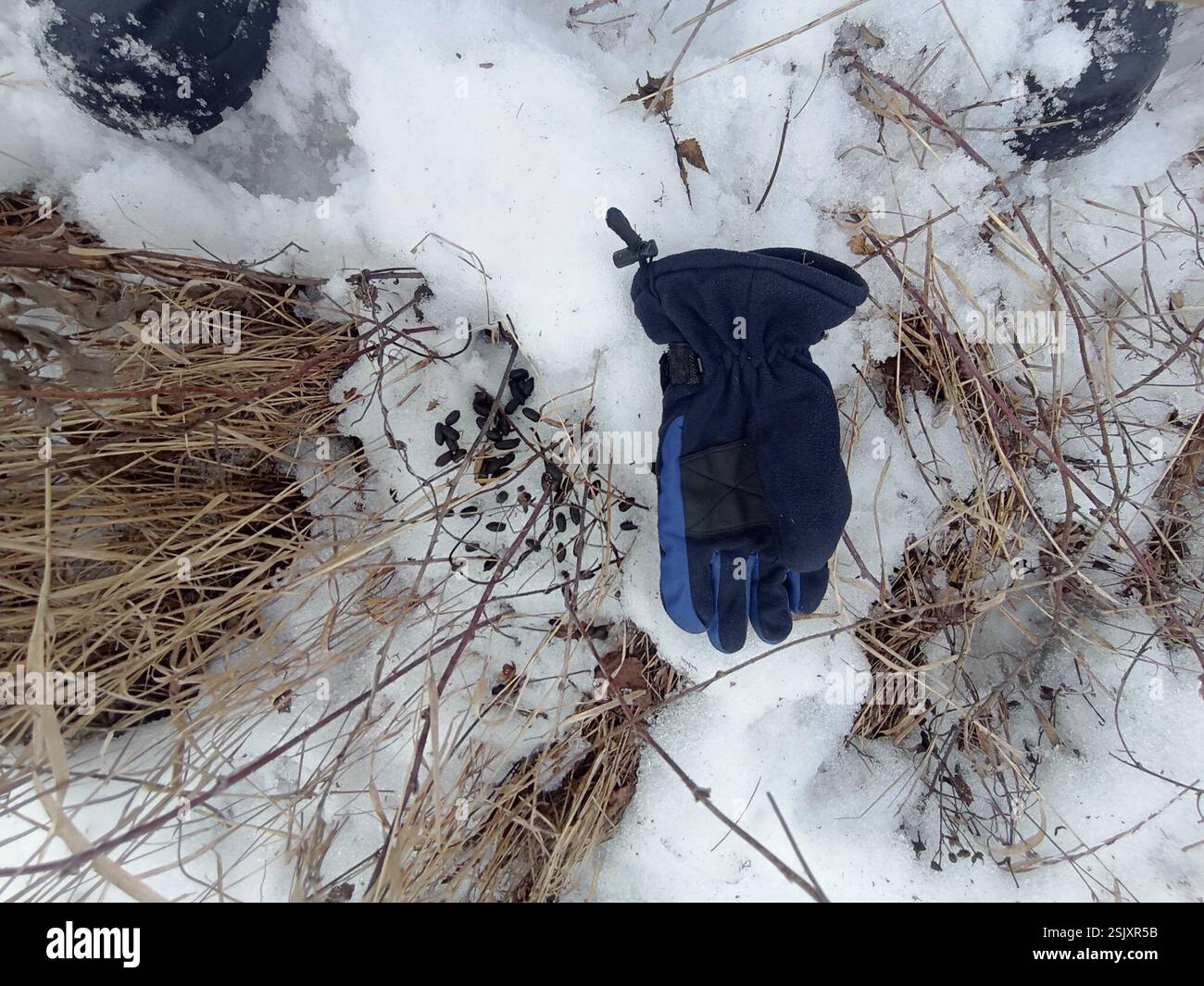 Even-toed Ungulates and Cetaceans (Artiodactyla), Mammalia, Пензенская ...