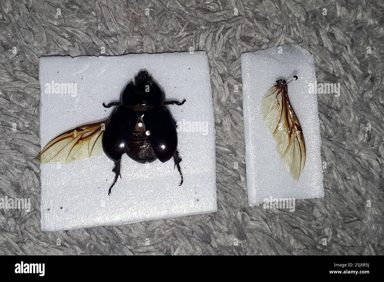 Ox Beetles (Strategus), Insecta, Nova Friburgo - RJ, 28615, Brasil ...