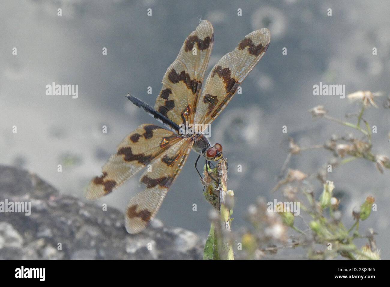 Graphic Flutterer (Rhyothemis graphiptera), Insecta, Mount Coot-Tha QLD ...