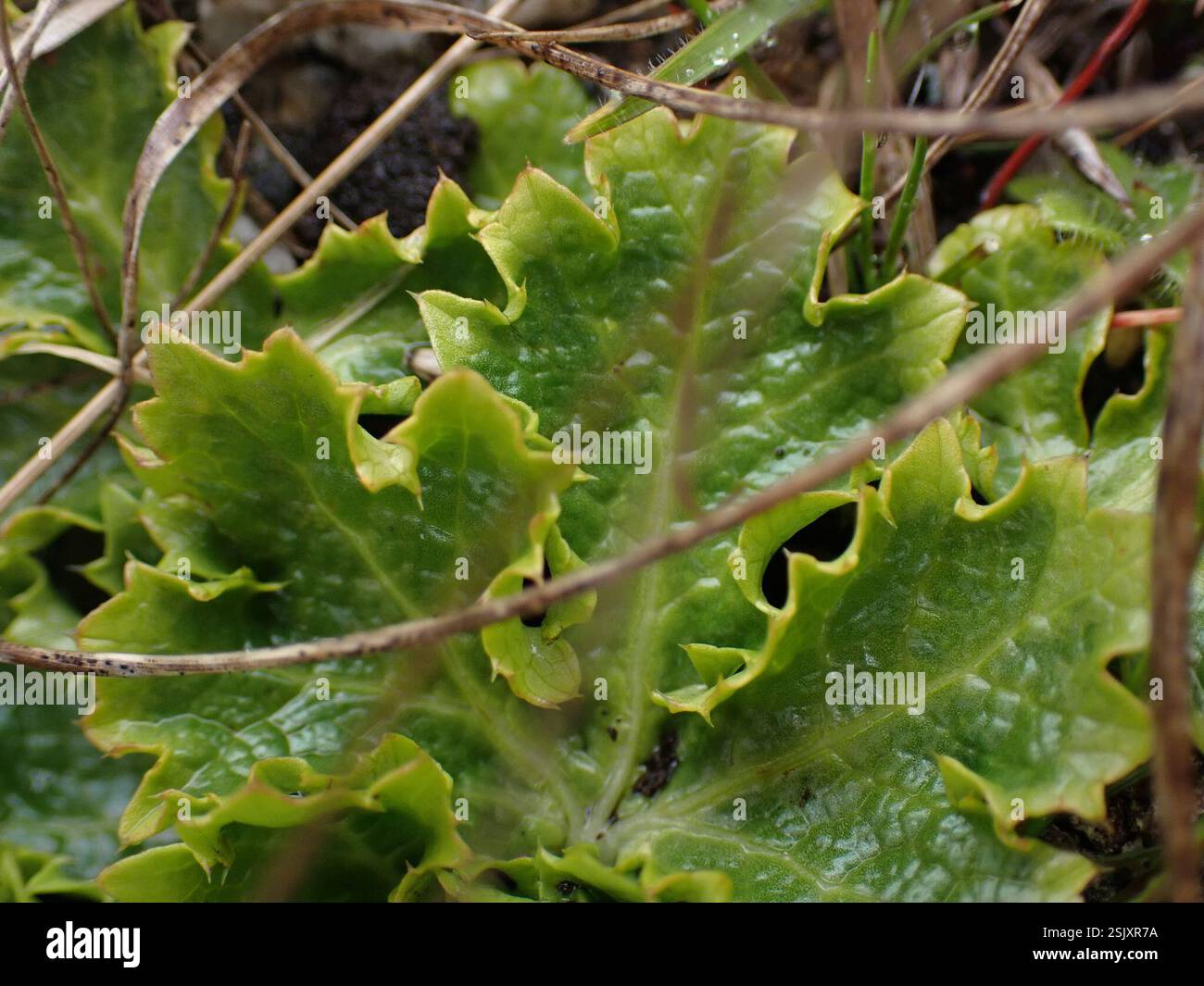 Footsteps of spring (Sanicula arctopoides), Plantae, Oak Bay, BC ...