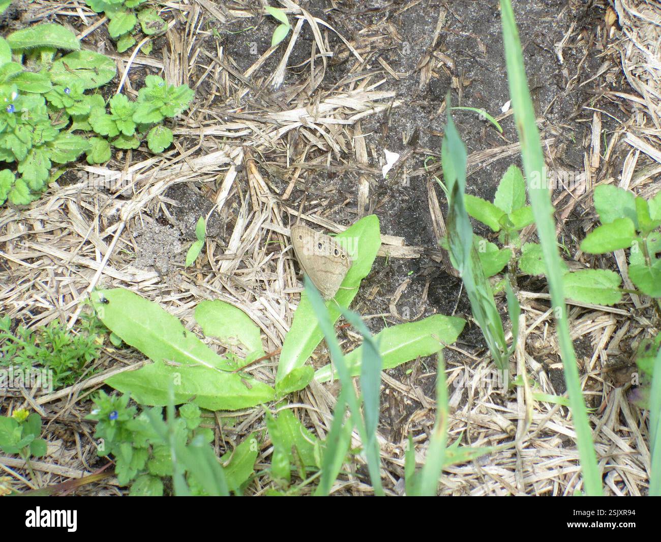 Carolina Satyr (Hermeuptychia sosybius), Insecta, Savannah, GA, USA ...